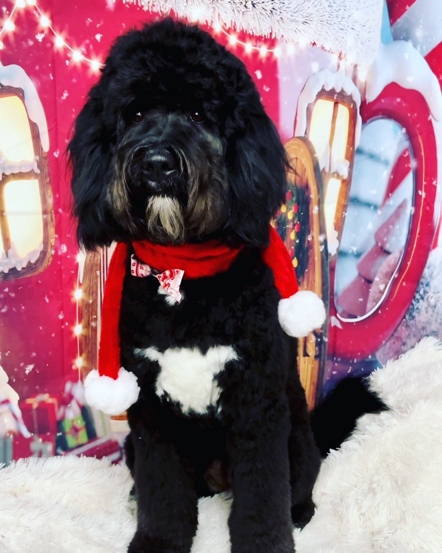 Grooming Gallery | Happy Paws Grooming Salon