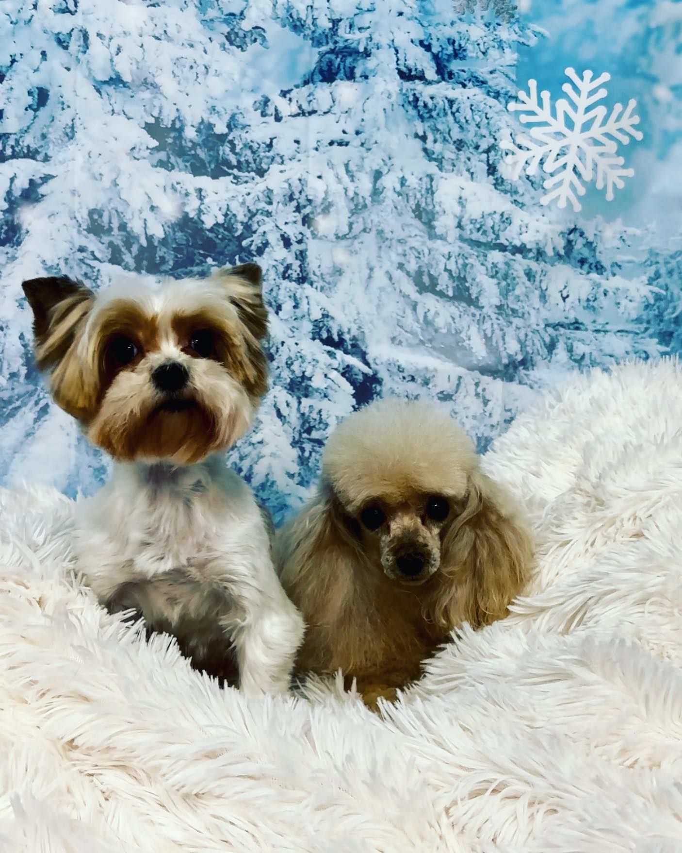 Grooming Gallery | Happy Paws Grooming Salon