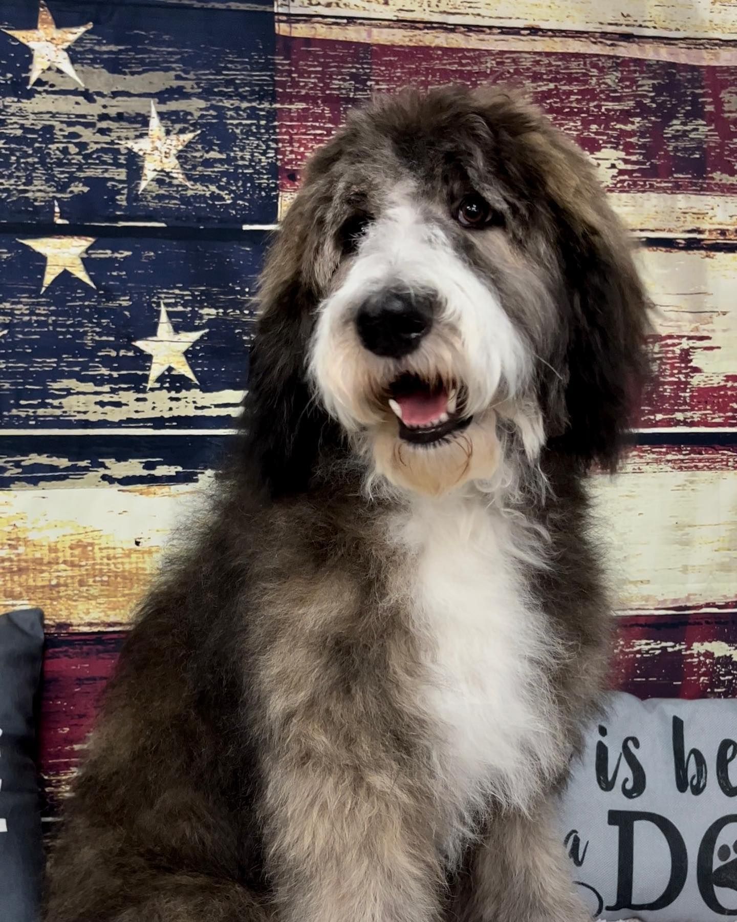 Grooming Gallery | Happy Paws Grooming Salon