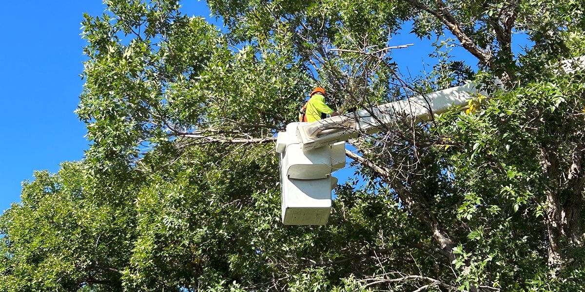 Tree Services Littleton, CO | ArborScape