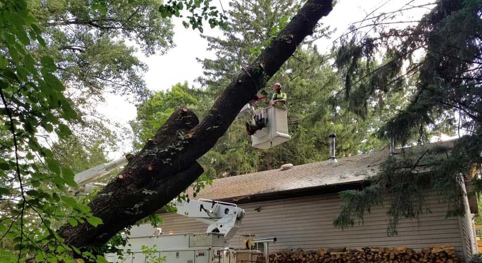 Tree Service | Rockford, IL | Wolf Bros Tree Service