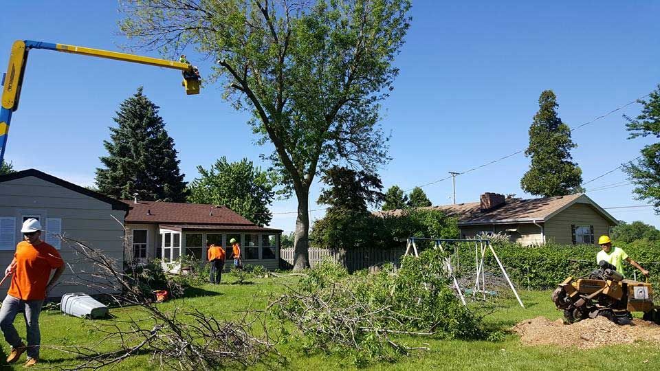Tree Service | Rockford, IL | Wolf Bros Tree Service