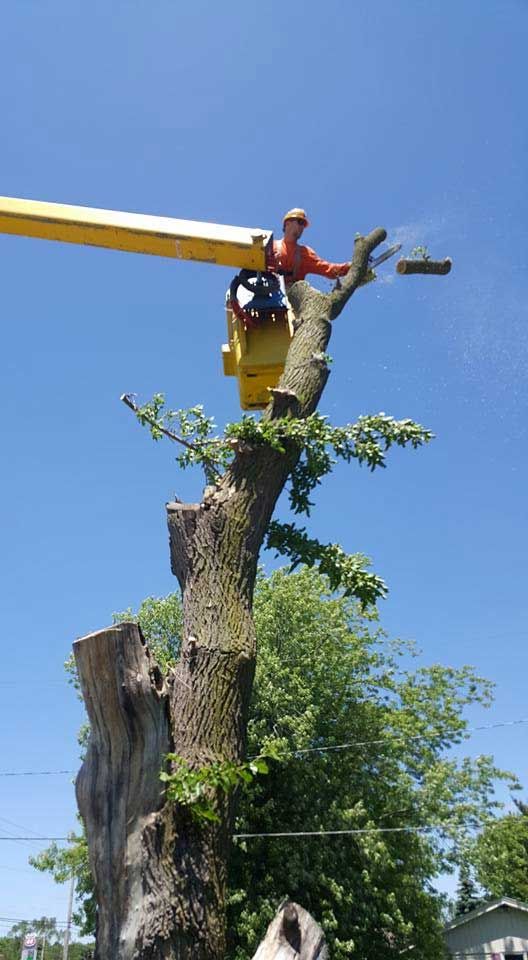 Tree Service | Rockford, IL | Wolf Bros Tree Service