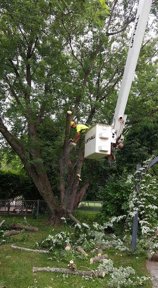Tree Service | Rockford, IL | Wolf Bros Tree Service
