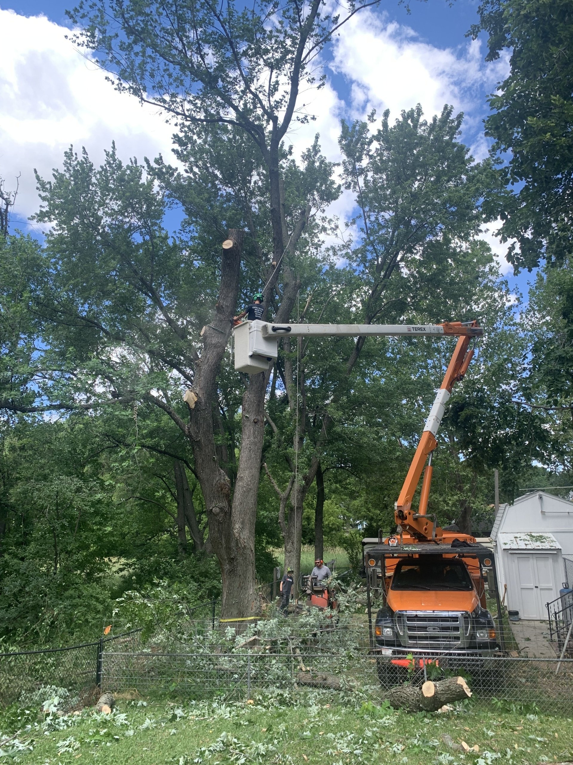 Tree Service Des Moines, IA | Central Tree Pros