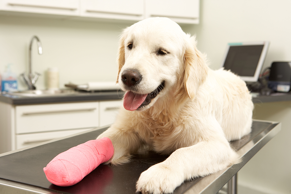 Orthopedic Surgery | Sycamore, IL