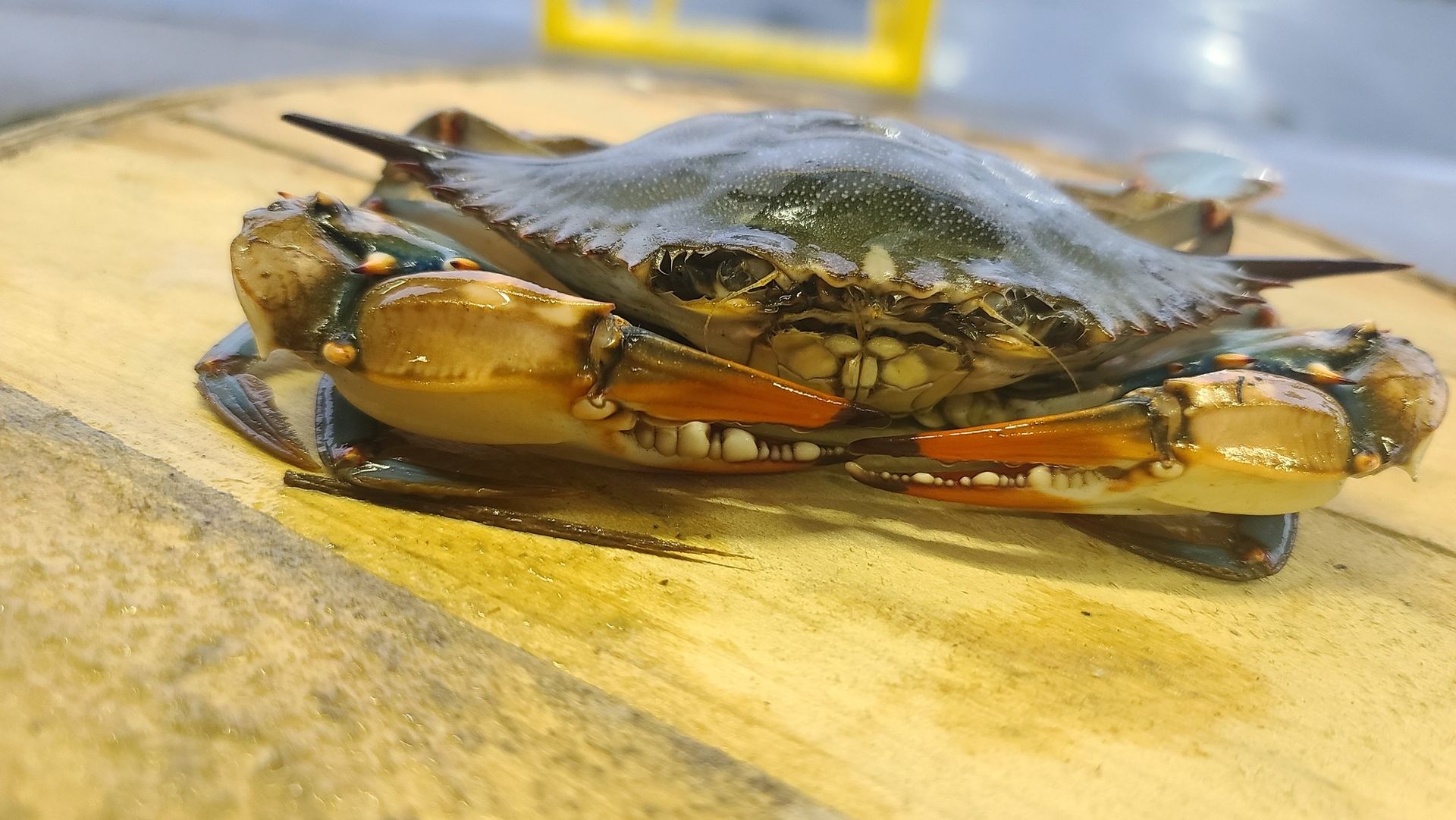 Ice and Seafood | KOOL Ice & Seafood Co | Cambridge, MD