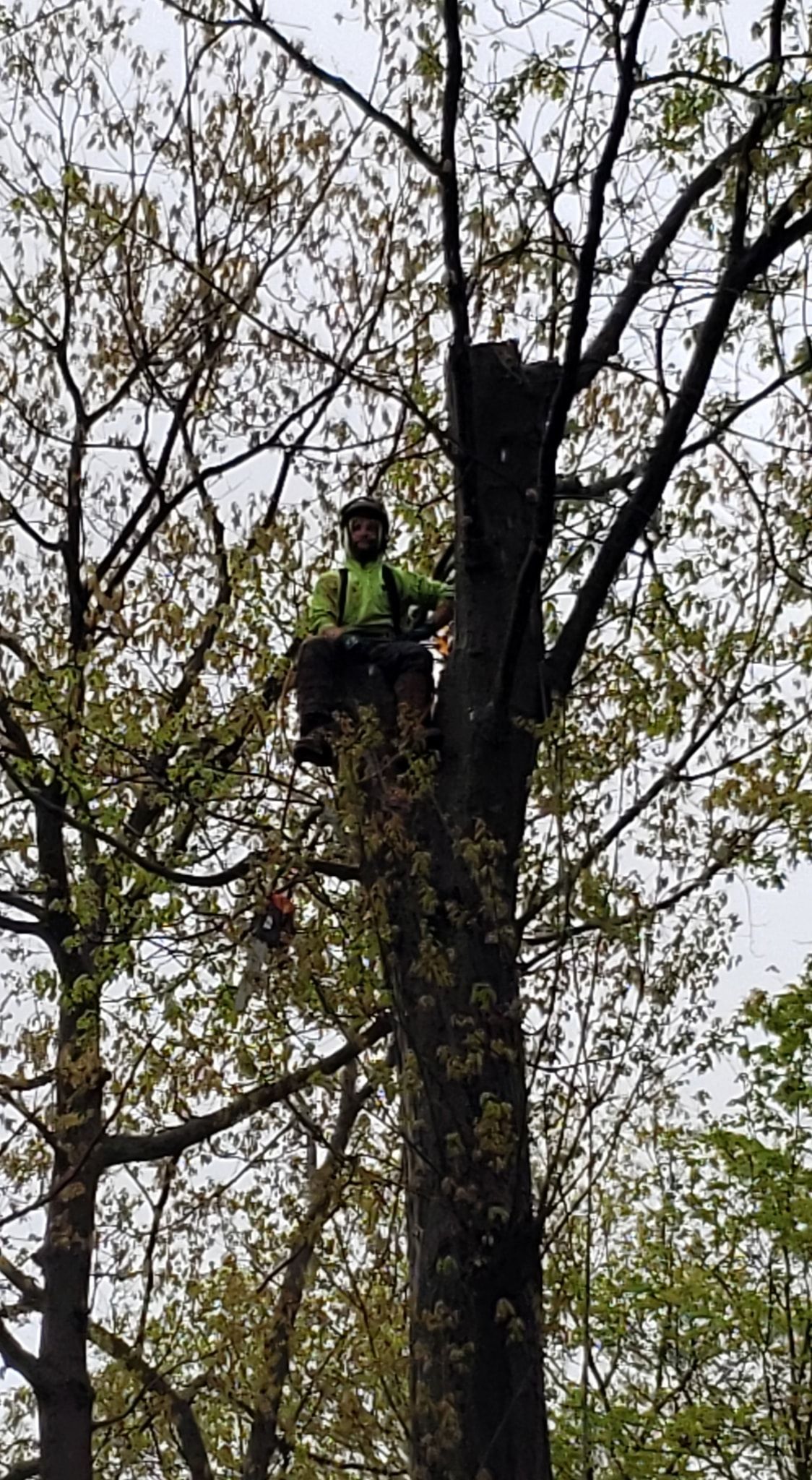 Tree Care & Removal Gallery | Barberton, OH