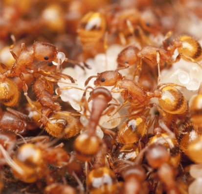 George Bros. Termite, Pest Control, & Water Well Drilling Altus