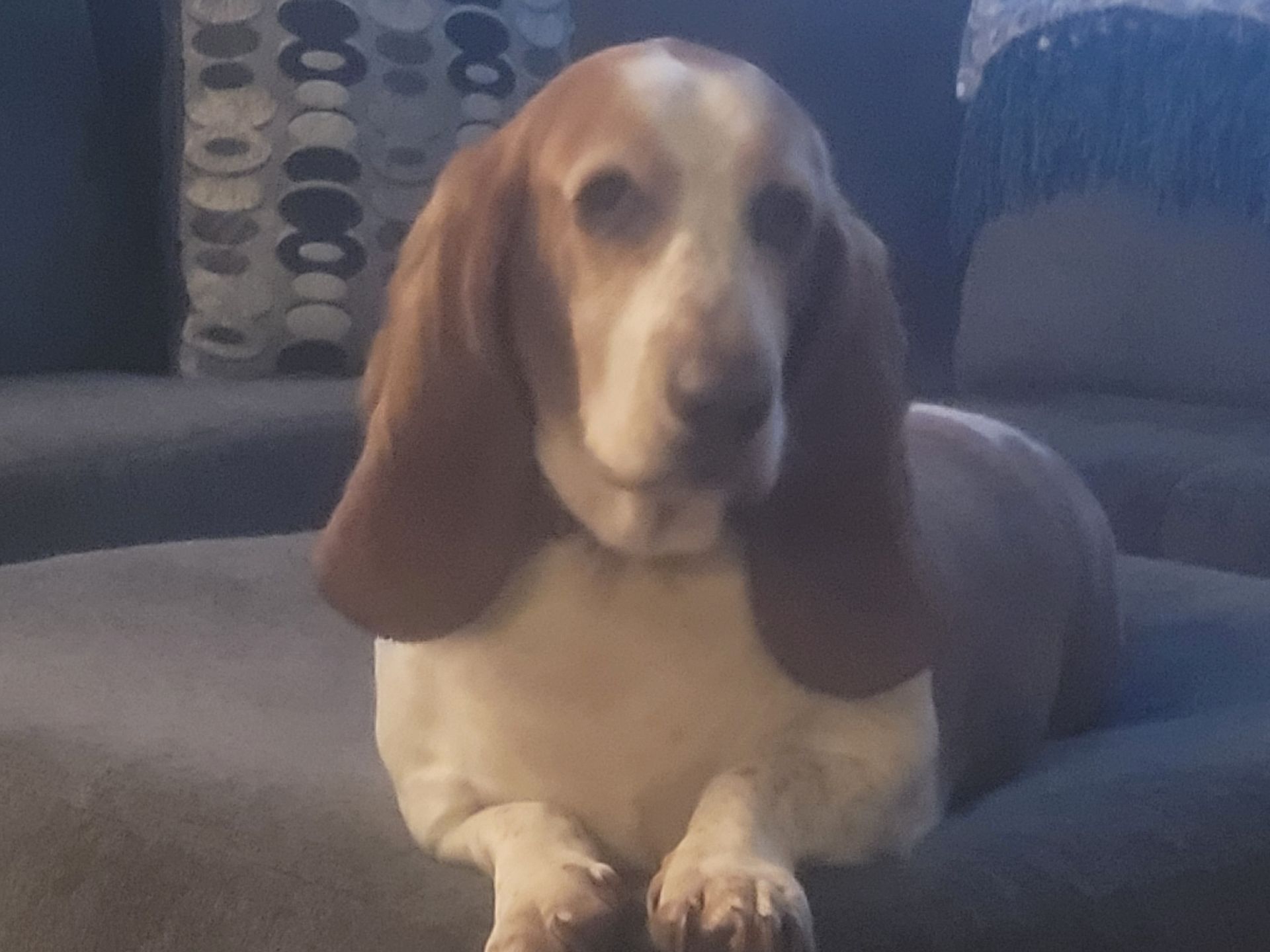 Basset Hound Rescue League | Adoptable Dogs | Fort Washington