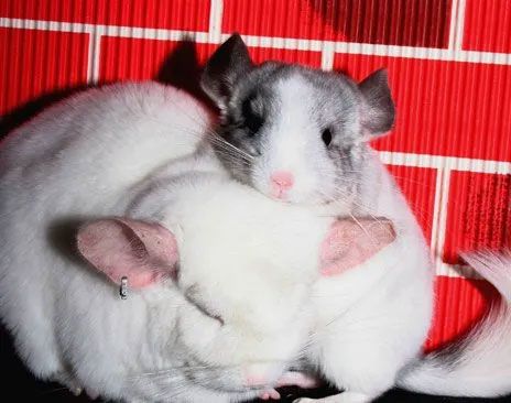 Chinchilla Gallery | DJ's Chinchillas