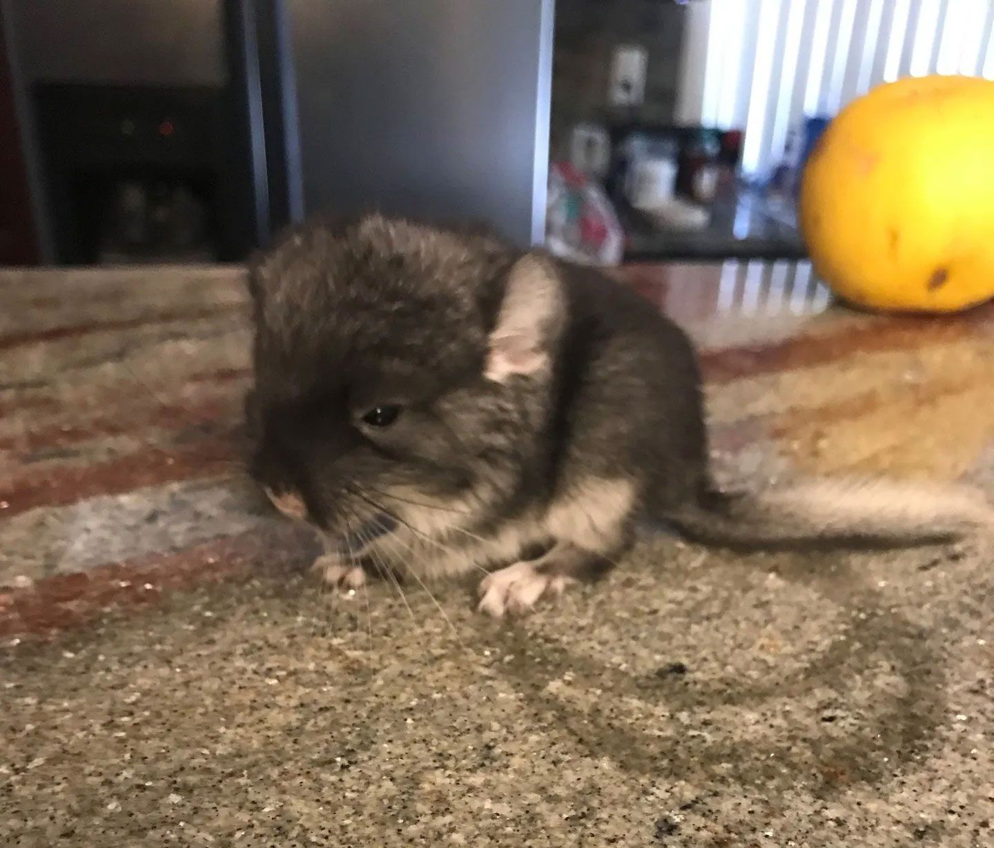 Chinchilla Gallery | DJ's Chinchillas