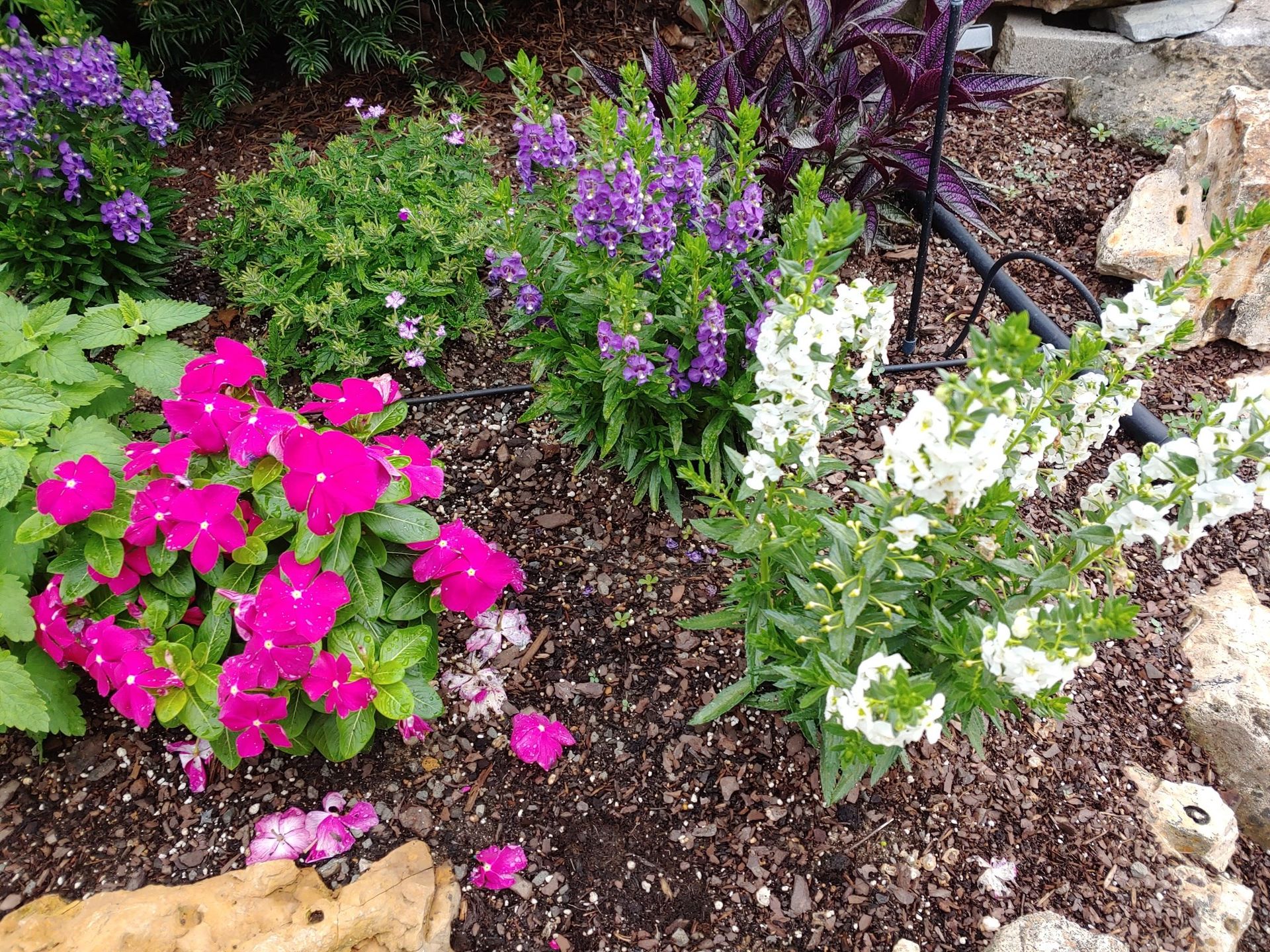 Nursery Gallery | Huntsville, AL