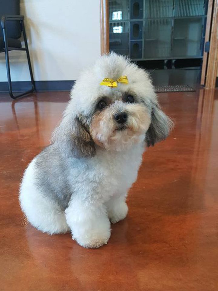 Mutts and Cuts Photo Gallery | Dodge City, KS