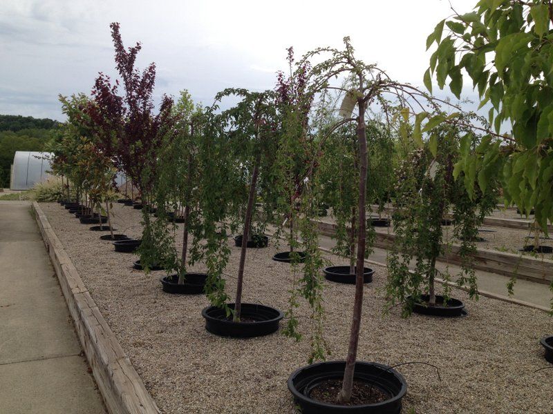 Trees & Shrubs | Cincinnati, OH