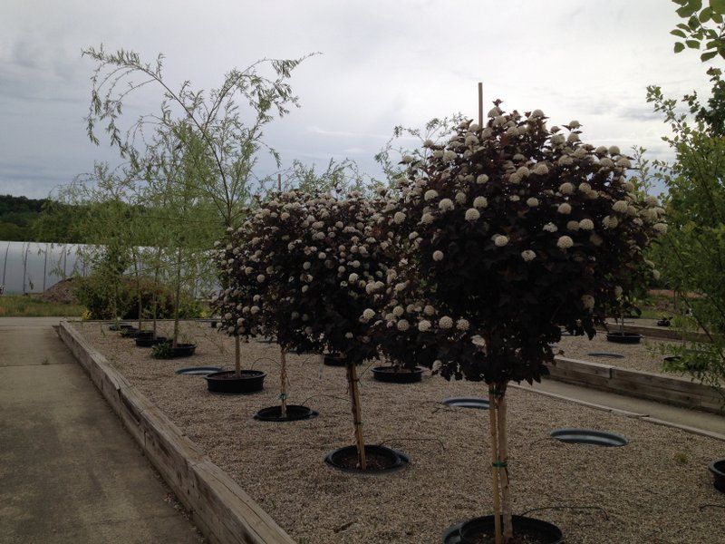 Trees & Shrubs | Cincinnati, OH