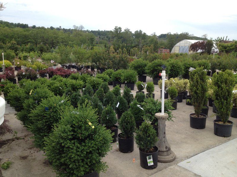 Trees & Shrubs | Cincinnati, OH