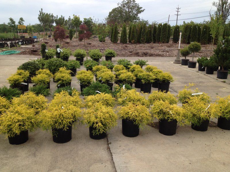 Trees & Shrubs | Cincinnati, OH