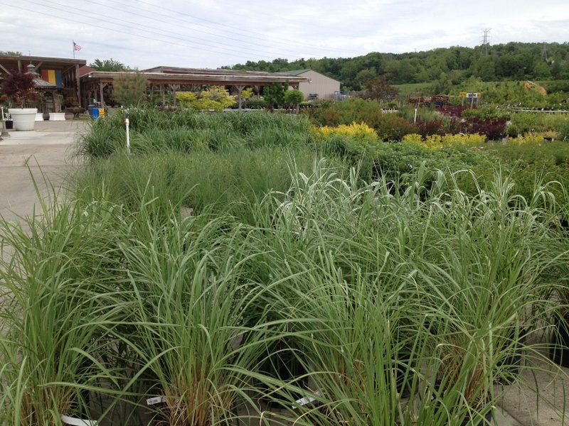 Trees & Shrubs | Cincinnati, OH