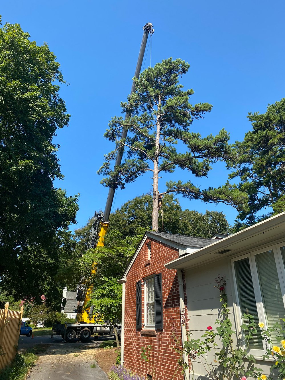 Tree Removal Services Winston Salem | Godspeed Tree Service