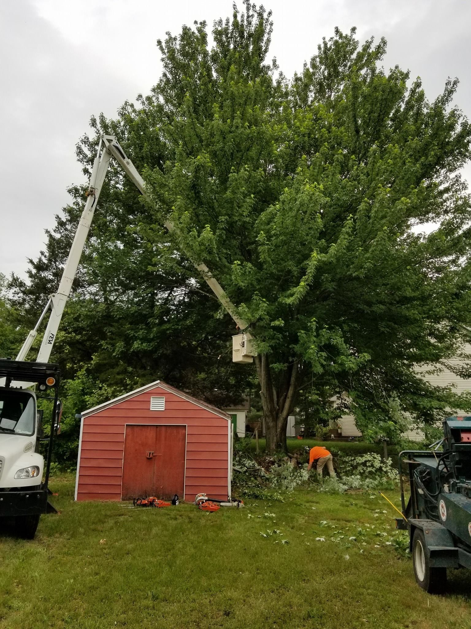 Tree Service Toledo, OH | Sidonian Tree Service