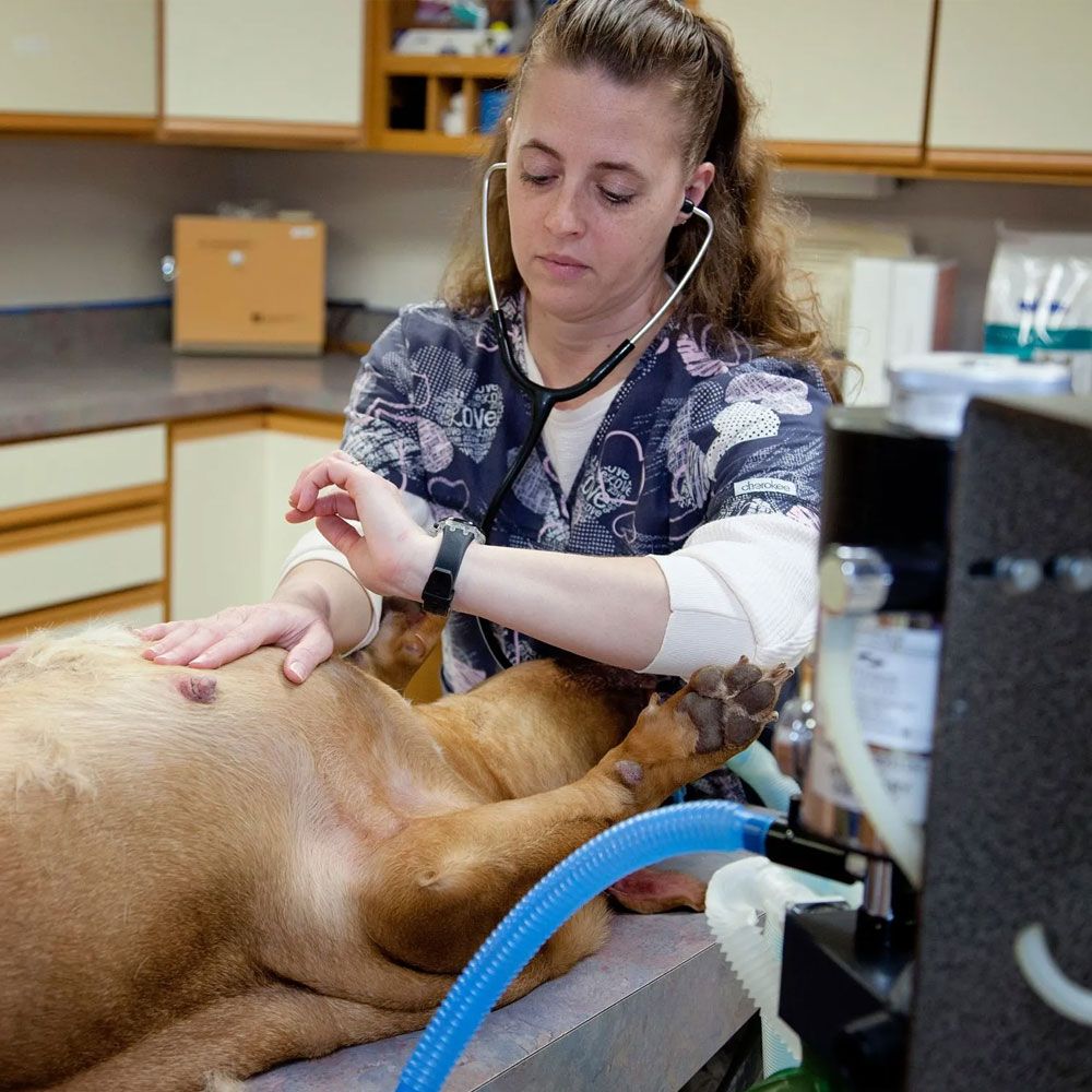 Meet the Staff | Hanover Veterinary Hospital