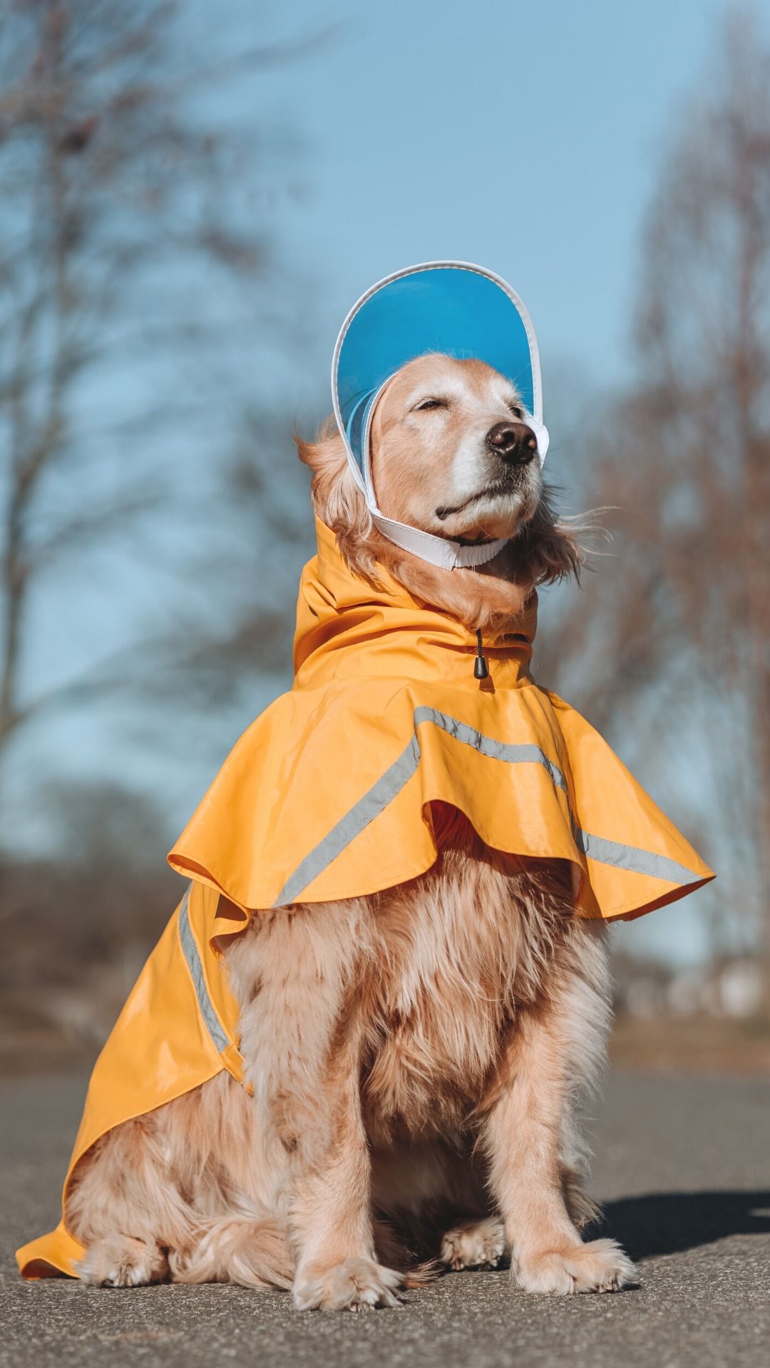 Our Brand | fido fido Dog Daycare & Boarding