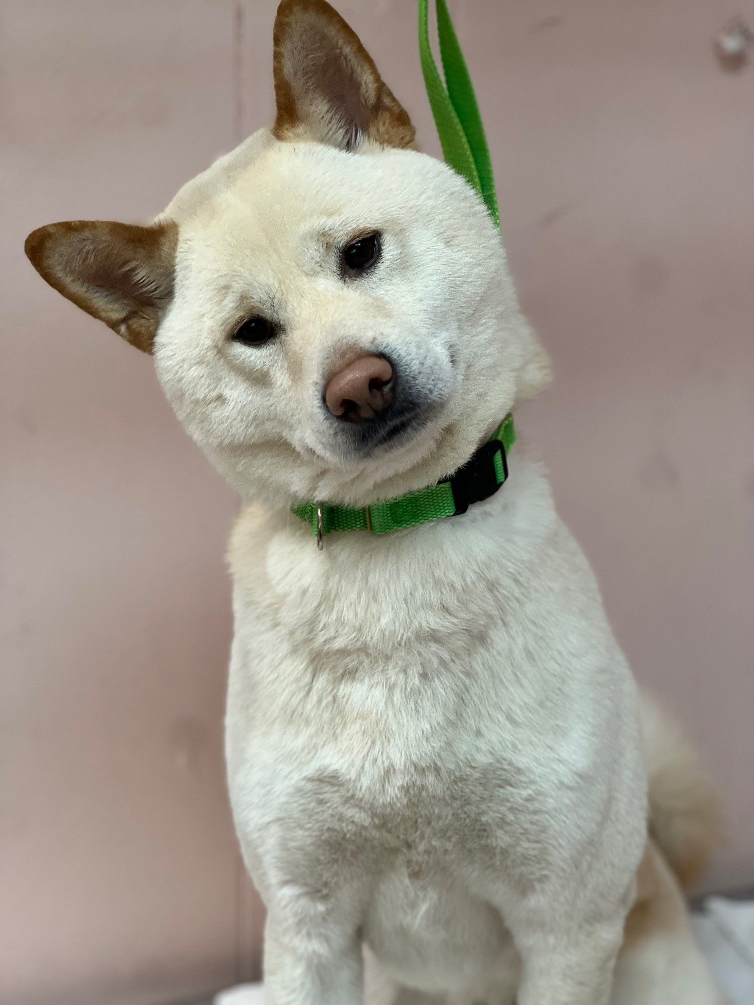 Photo Gallery | fido fido Dog Daycare & Boarding
