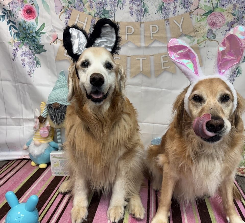 Photo Gallery | fido fido Dog Daycare & Boarding