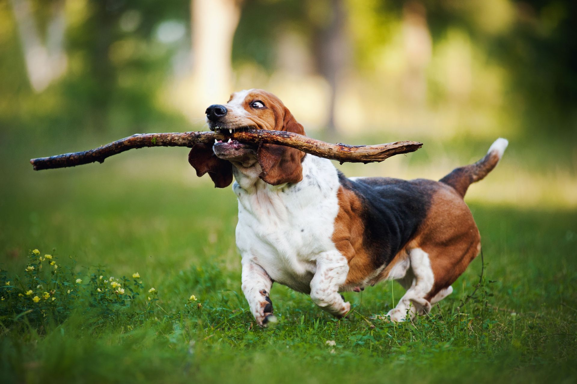 Boarding Sandy Springs GA | fido fido Dog Daycare & Boarding