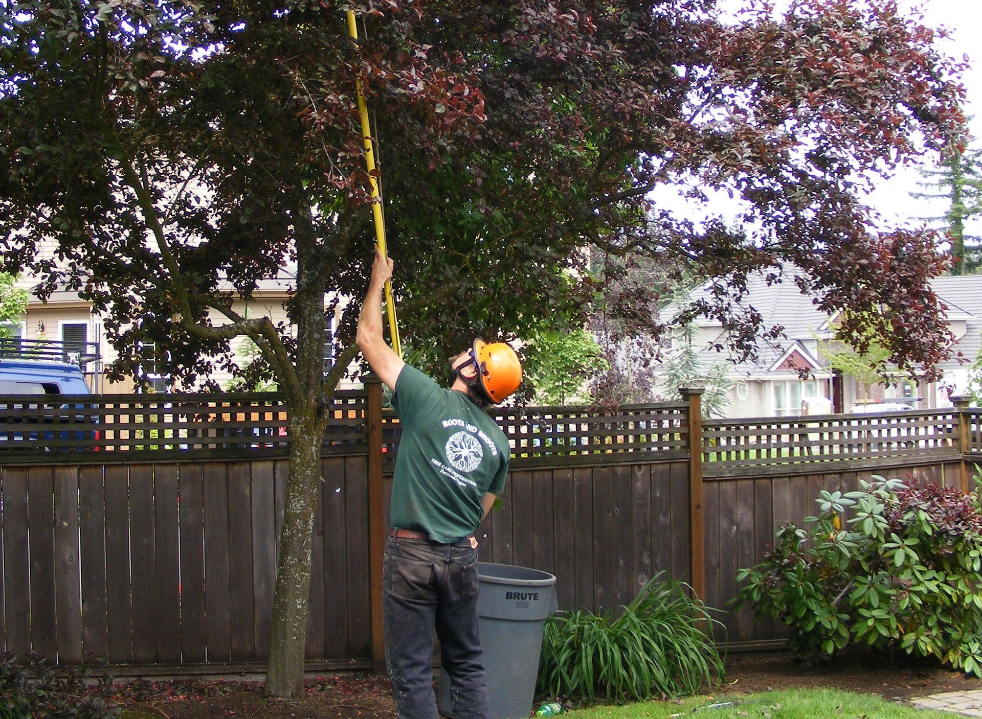 Expert Arborist Services | Roots and Shoots LLC