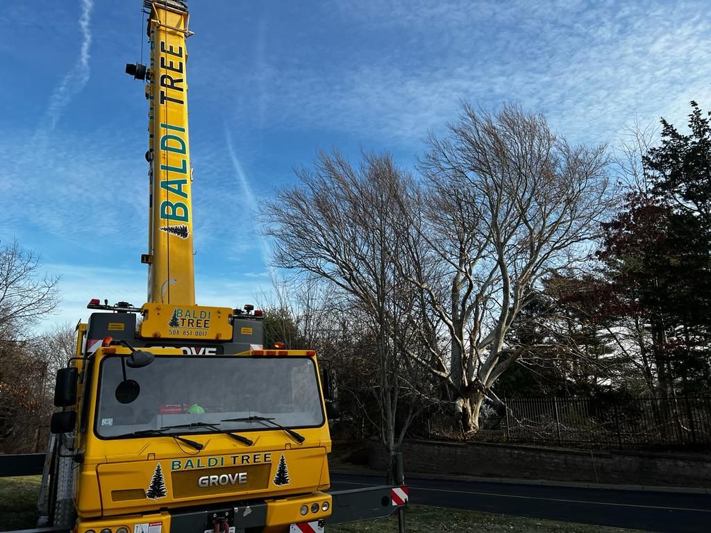 Project Gallery | Baldi Tree