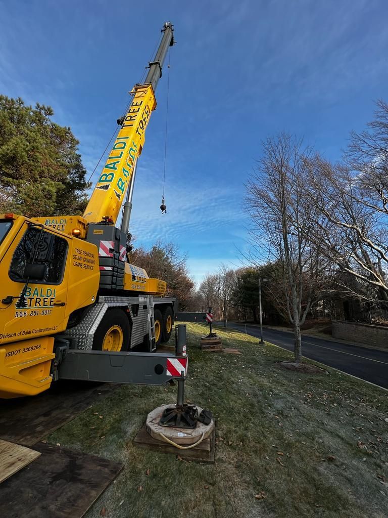 Project Gallery | Baldi Tree