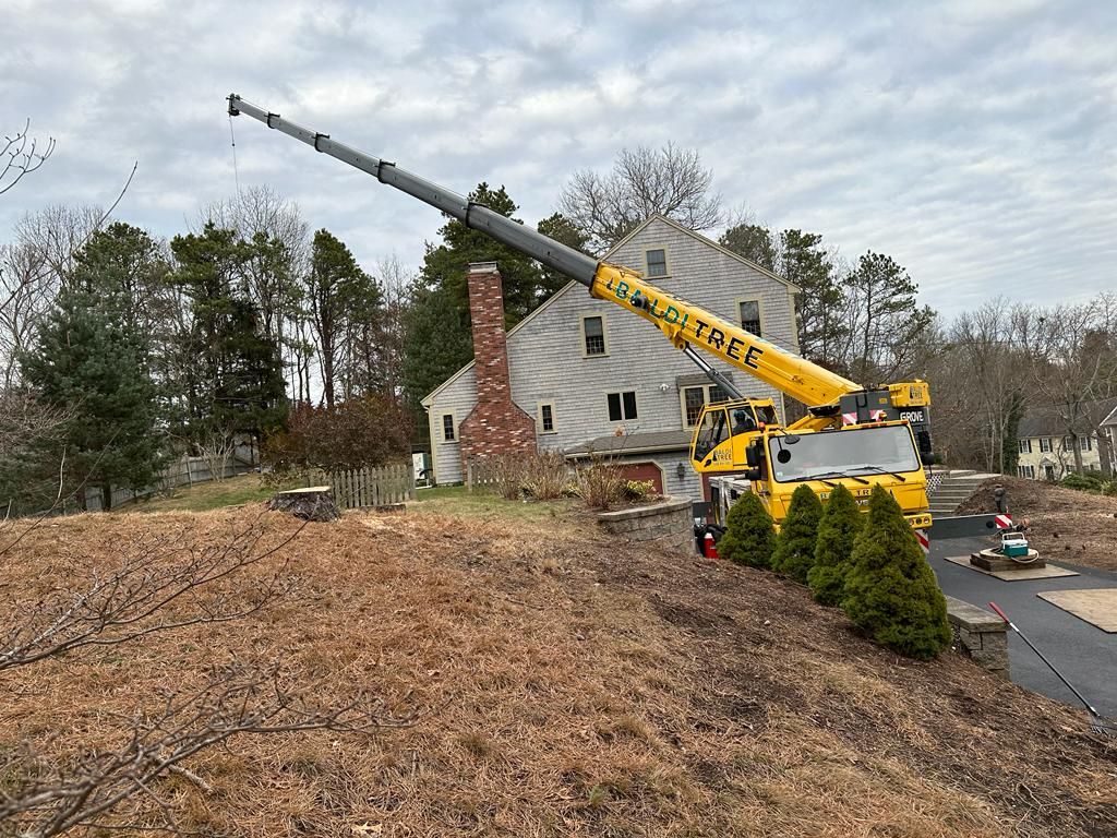 Tree Removal Plymouth, MA | Carver, MA | Baldi Tree
