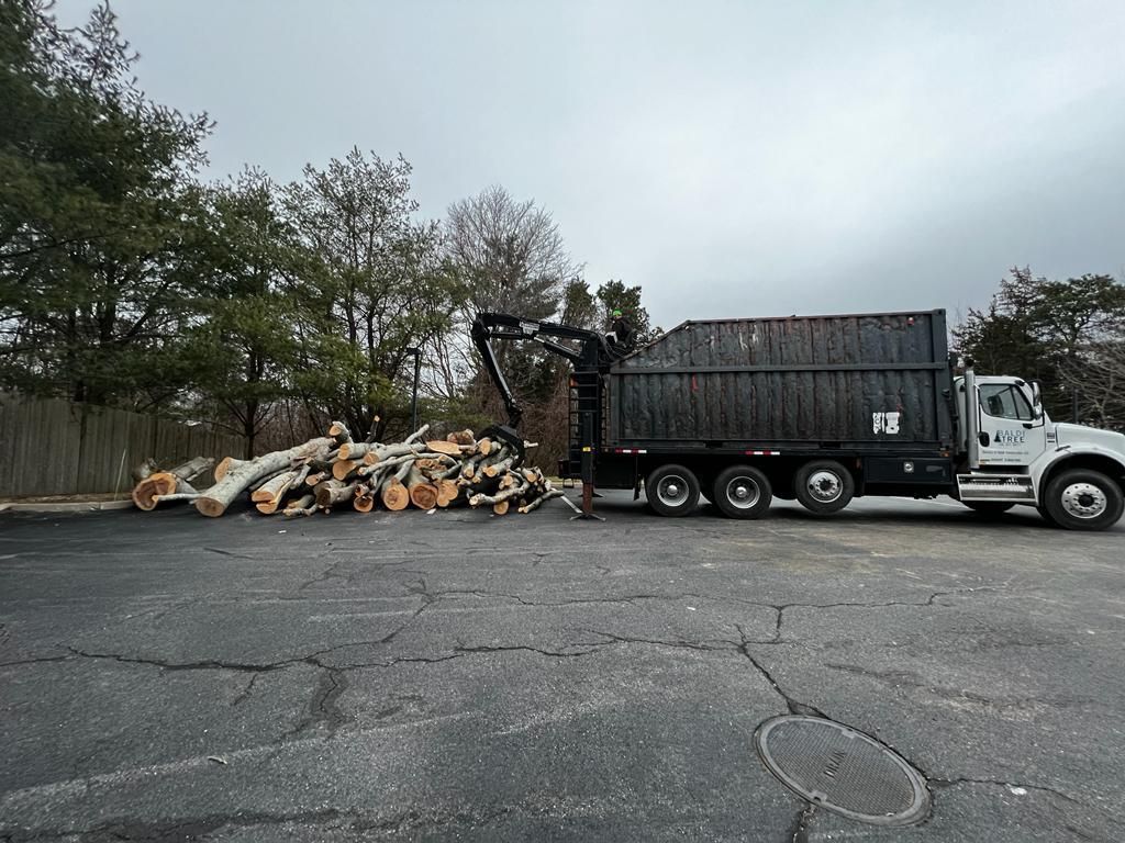 Tree Removal Plymouth, MA | Carver, MA | Baldi Tree