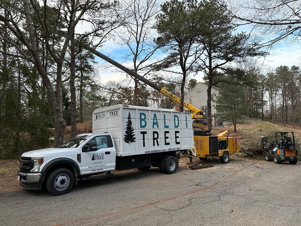 Project Gallery | Baldi Tree