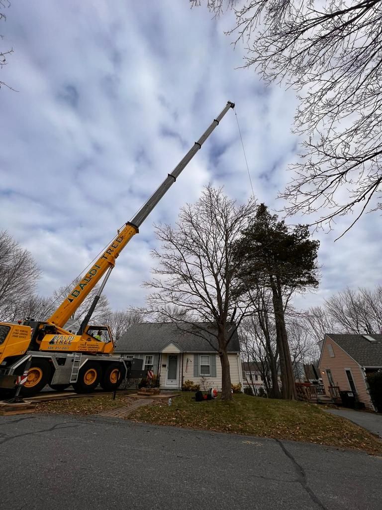 Project Gallery | Baldi Tree