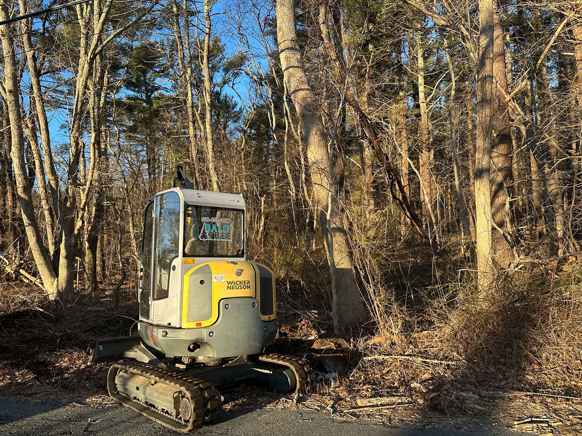 Tree Removal Plymouth, MA | Carver, MA | Baldi Tree
