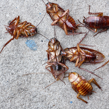 General Pest Control | Insect and Rodent | Murphy, NC
