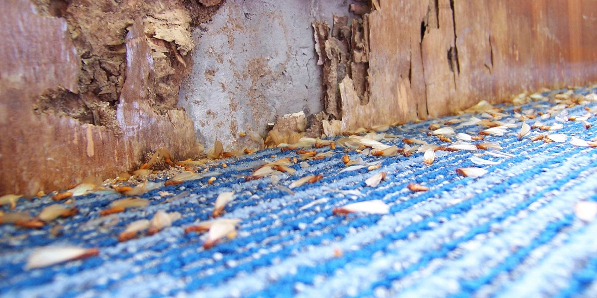 Termite & Pest Control Services in Oklahoma | Roach's Termite and Pest ...