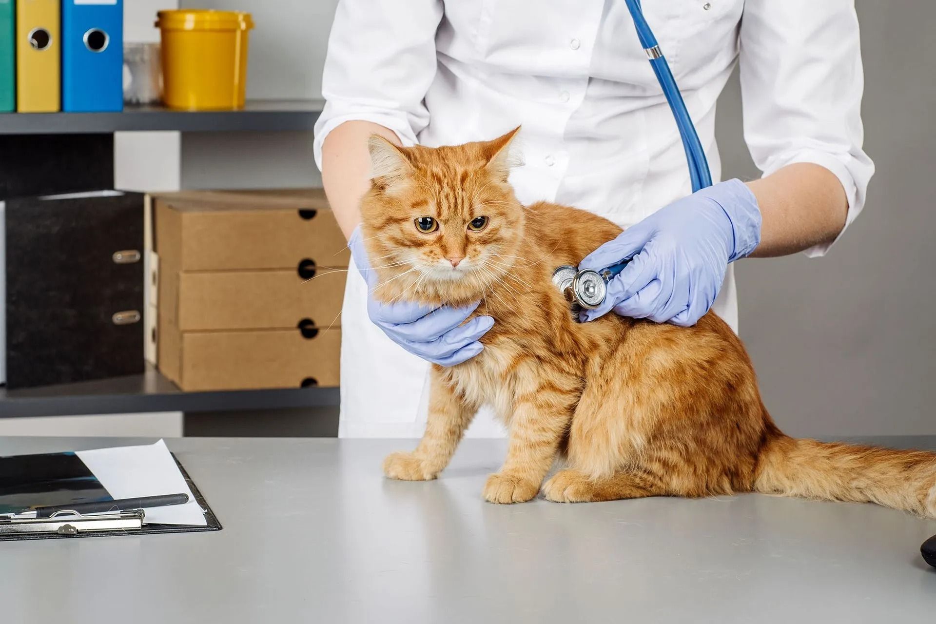 Veterinarian Cedar Lake, IN | Hanover Veterinary Hospital