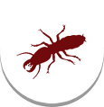 Fidelity Exterminating | Pest Control | Nederland, TX