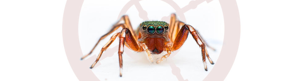 Fidelity Exterminating | Pest Control | Nederland, TX