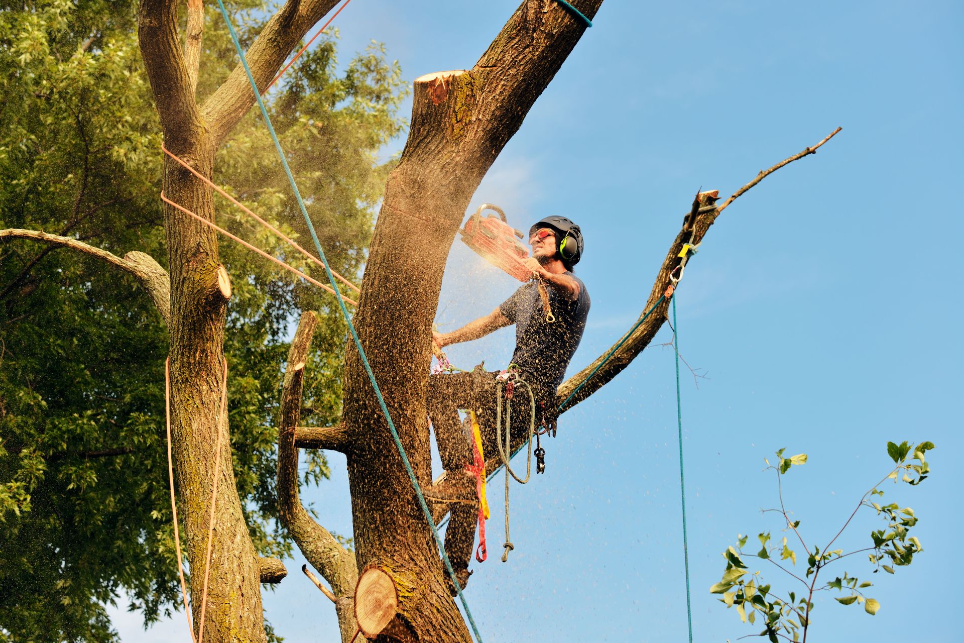 Hazardous Tree Removal | Professional Treeman | Washington County, PA