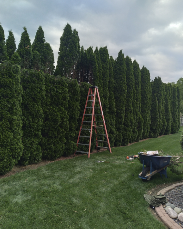 Tree Services | D & R Tree & Bush Service | Petersburg, IL