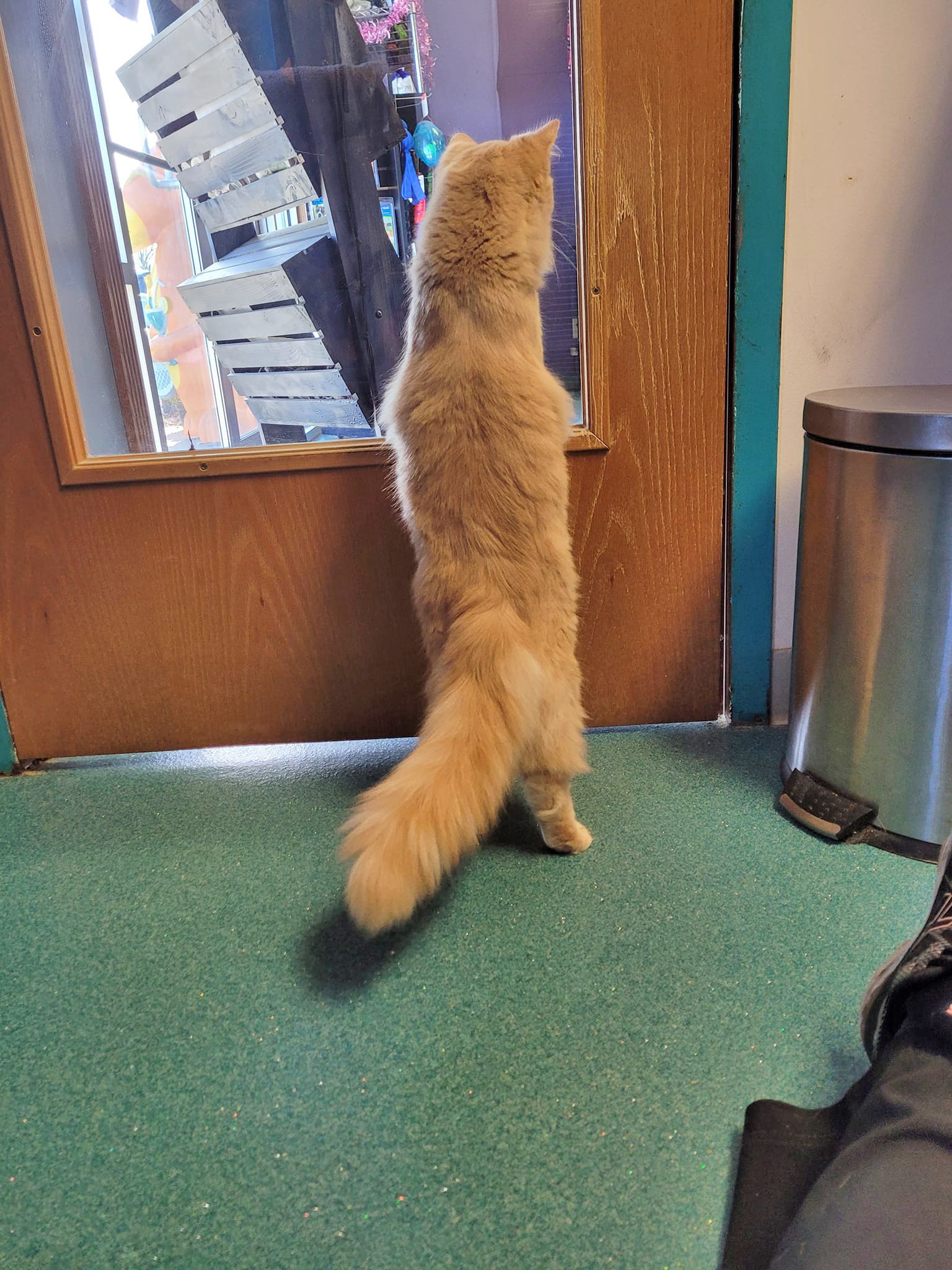 Pawsitively Paradise Pet Resort Photo Gallery | Angola, IN