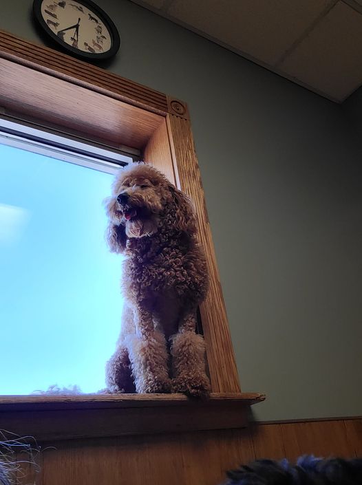 Pawsitively Paradise Pet Resort Photo Gallery | Angola, IN