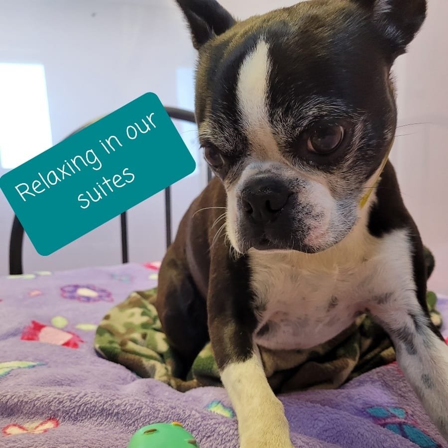 Pawsitively Paradise Pet Resort Photo Gallery | Angola, IN