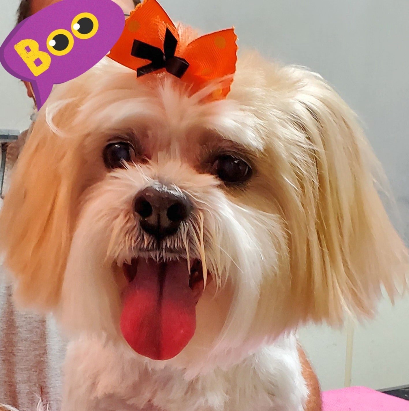 Pawsitively Paradise Pet Resort Photo Gallery | Angola, IN