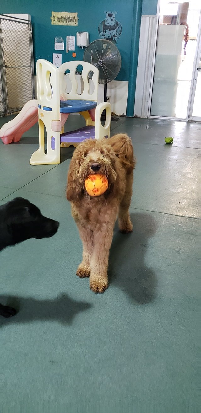 Pawsitively Paradise Pet Resort Photo Gallery | Angola, IN